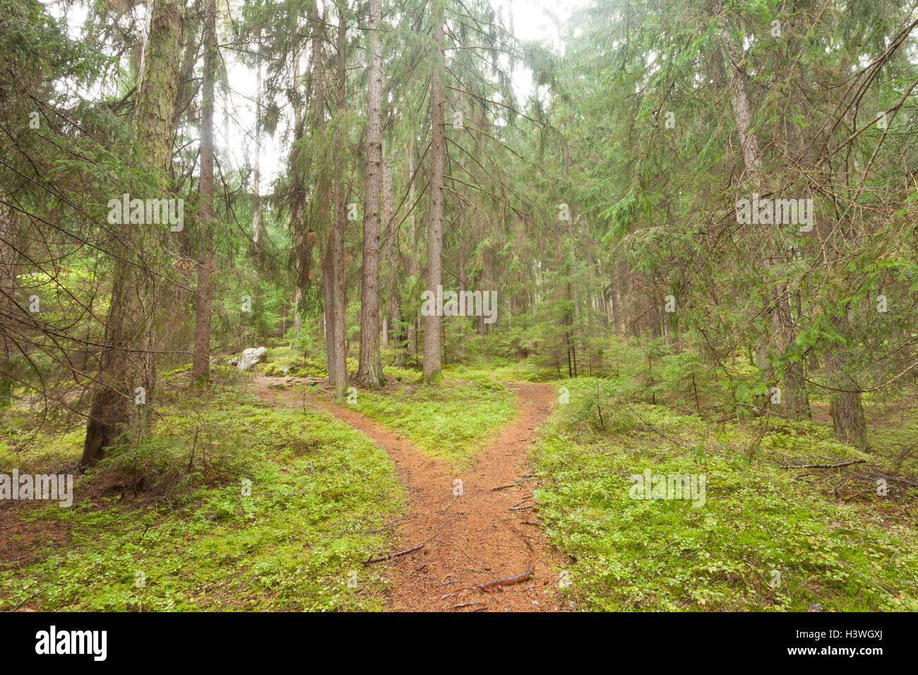 A single alpine path splits in two different directions. It's an ...