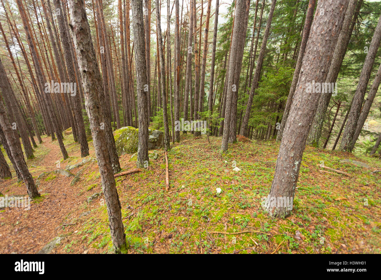 inside a typical forest of the Italian Alps Stock Photo - Alamy