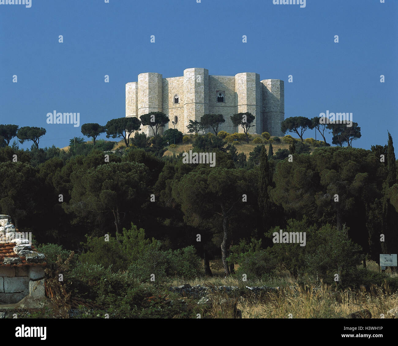 Pines structure hi-res stock photography and images - Alamy