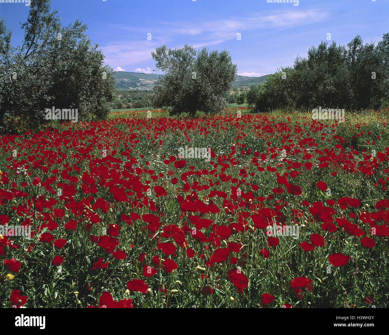 Greece, poppy field, scenery, nature, field, plants, meadow, flowers ...