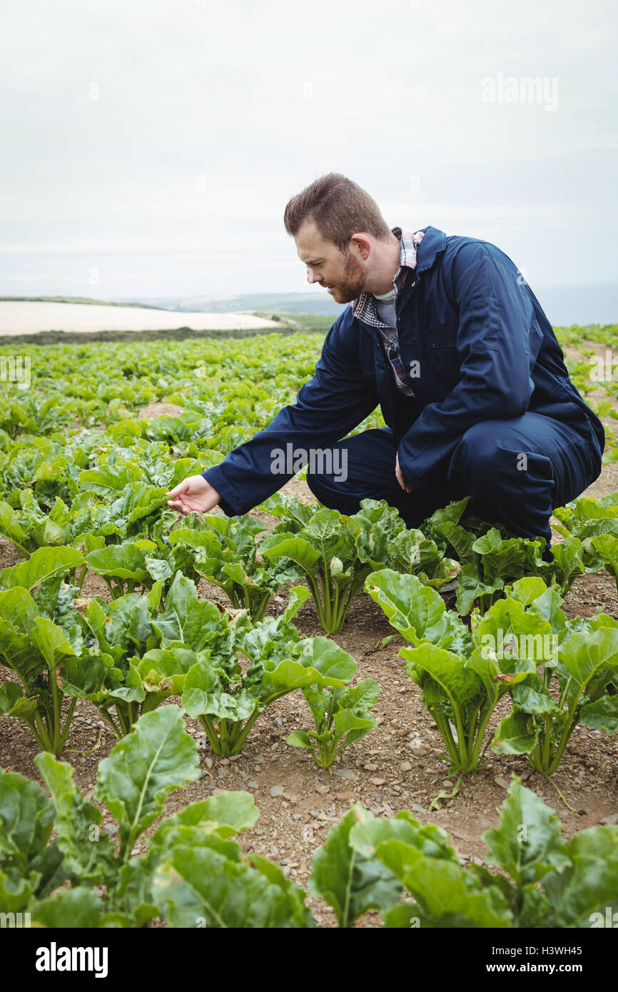Farmer looking at green crops hi-res stock photography and images - Alamy