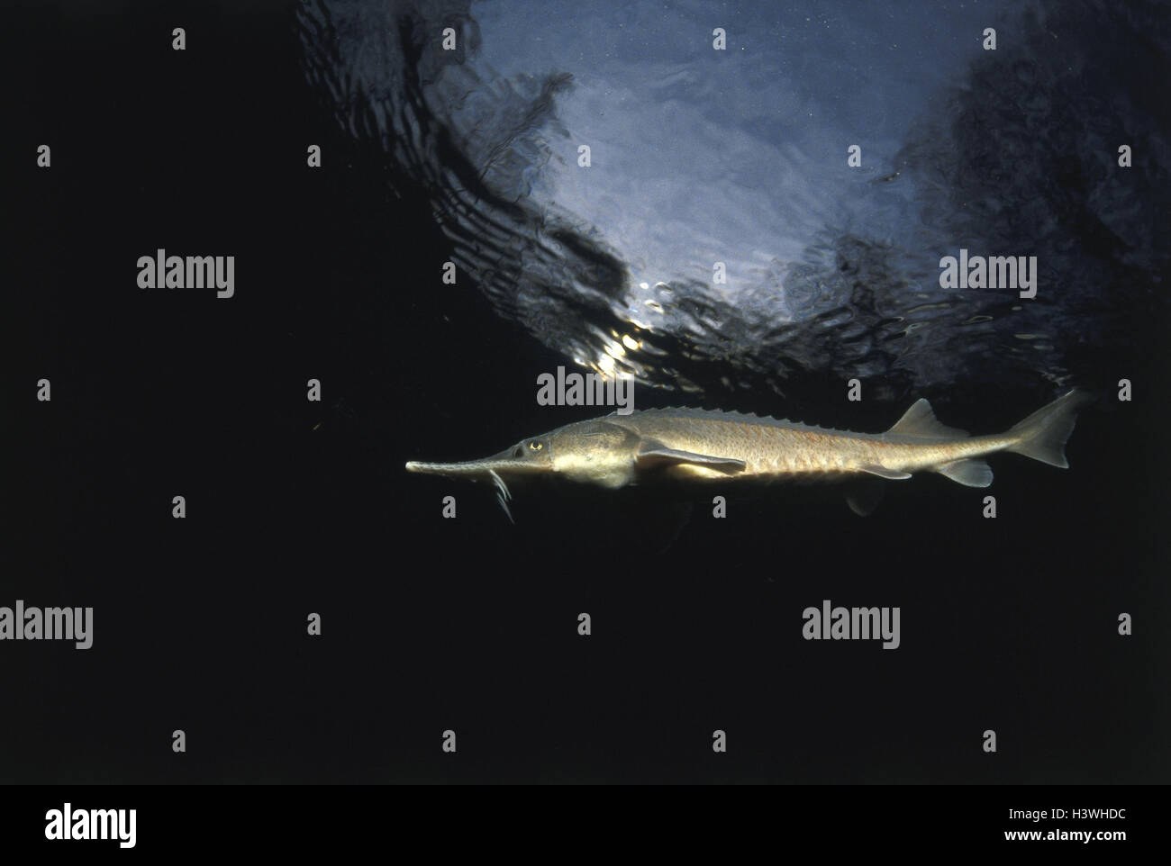 Sturgeon, Acipenser sturio, underwater recording, fish, fish ...