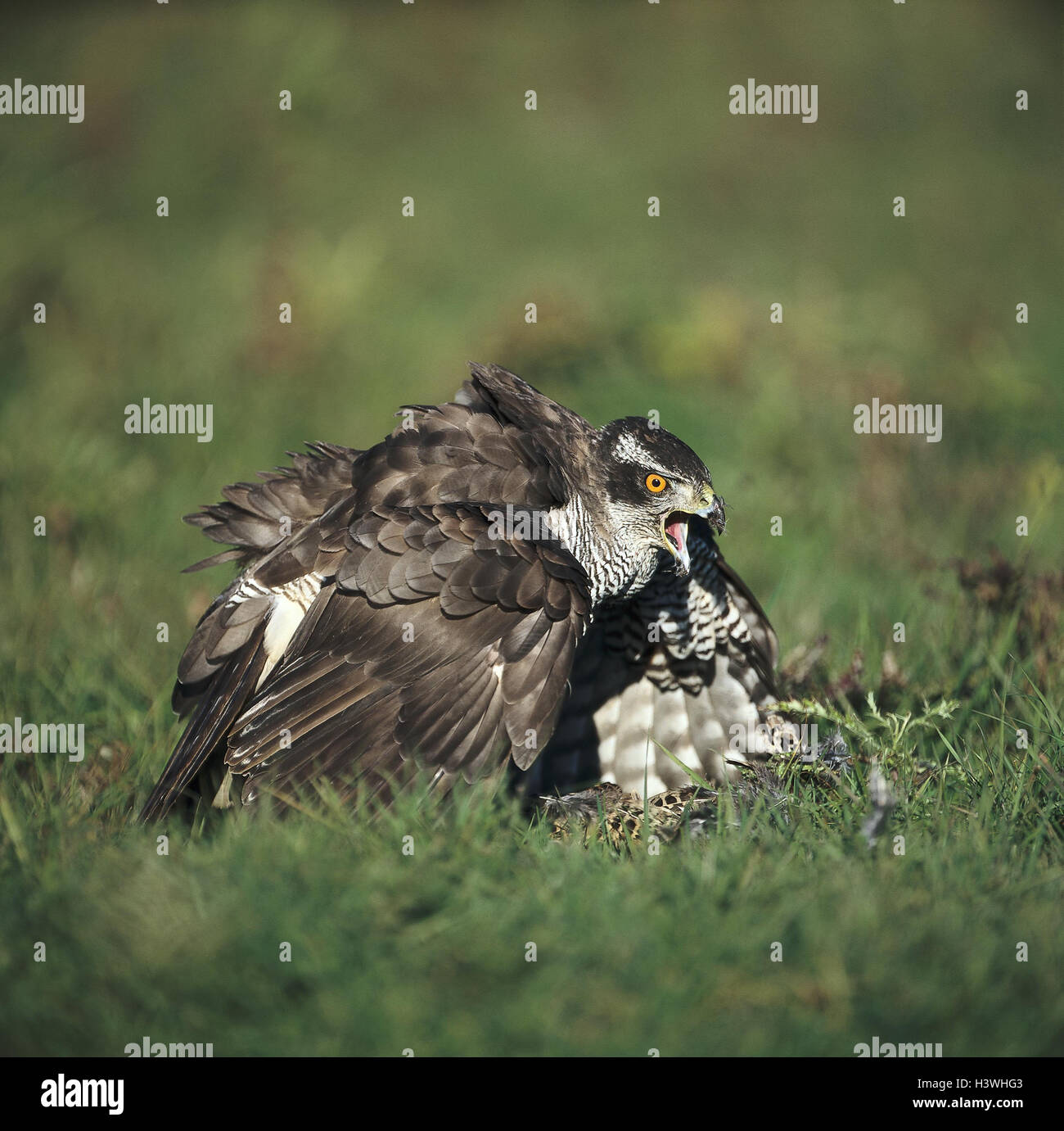 Birds of prey of the world hi-res stock photography and images - Alamy