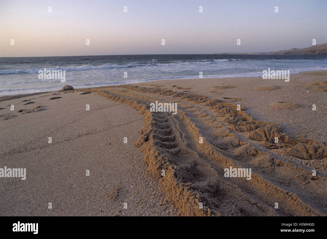 Tortoise tracks hi-res stock photography and images - Alamy