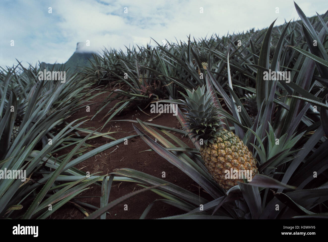 French Polynesia, the Society Islands, island, Moorea, pineapple ...