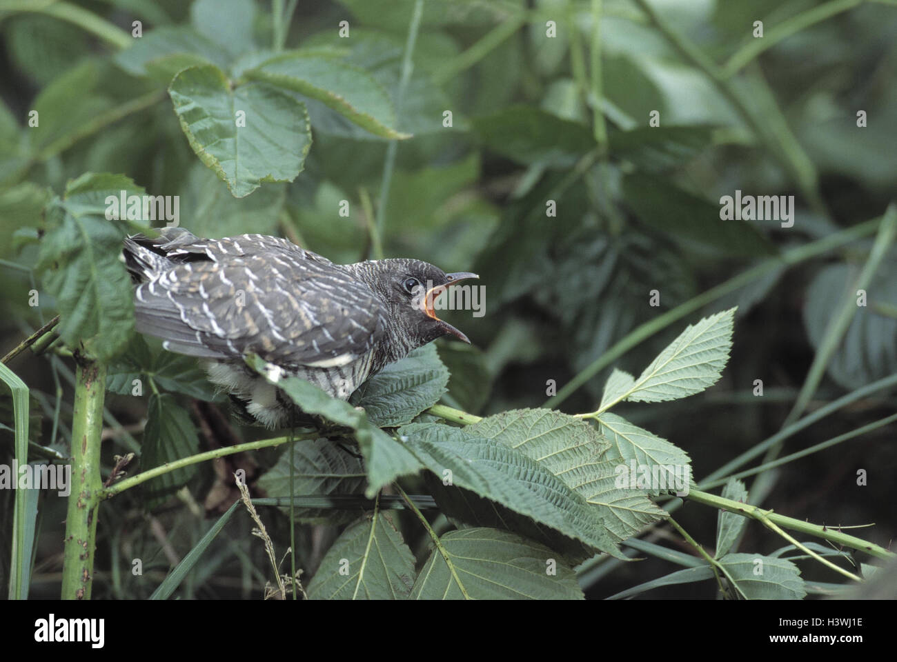 Cuckoo, Cuculus canorus, animal, animals, bird, birds, bird passage ...