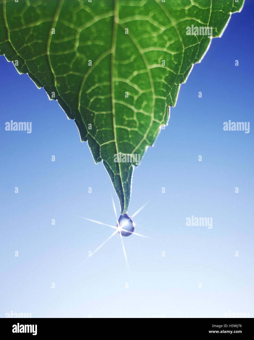 Leaves, detail, drop water, light reflexion, Still life, plant, nature ...