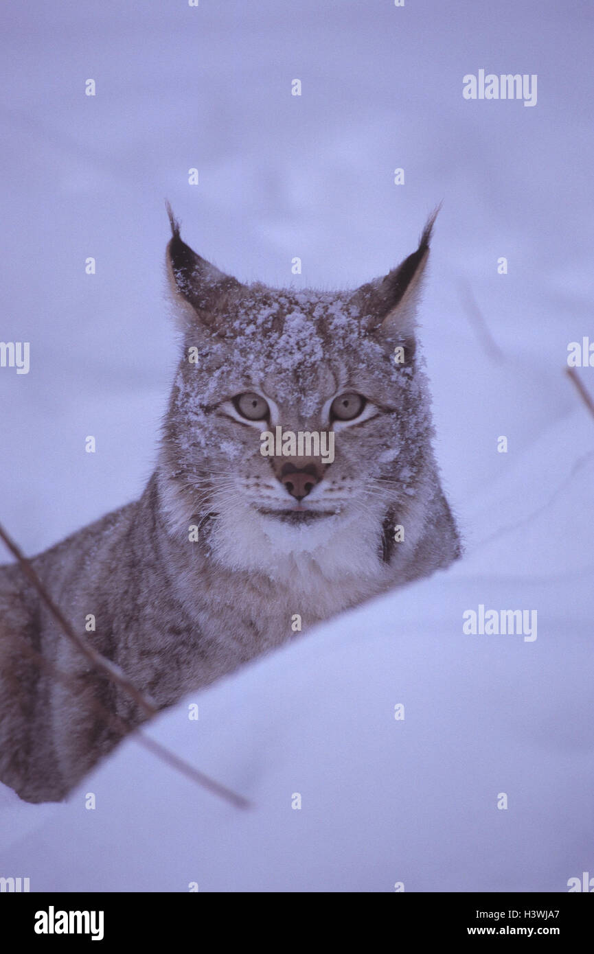 Eurasian lynx, Lynx lynx, winter, Finland, Ranua, mammals, mammal ...