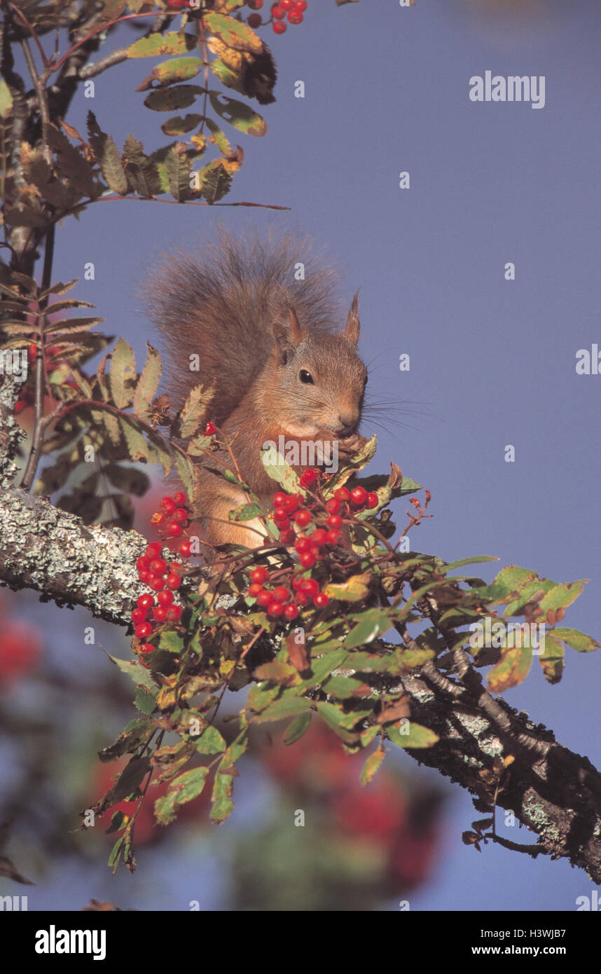 Squirrels, Sciurus vulgaris, berries, branch, Sweden, mammals, mammal ...