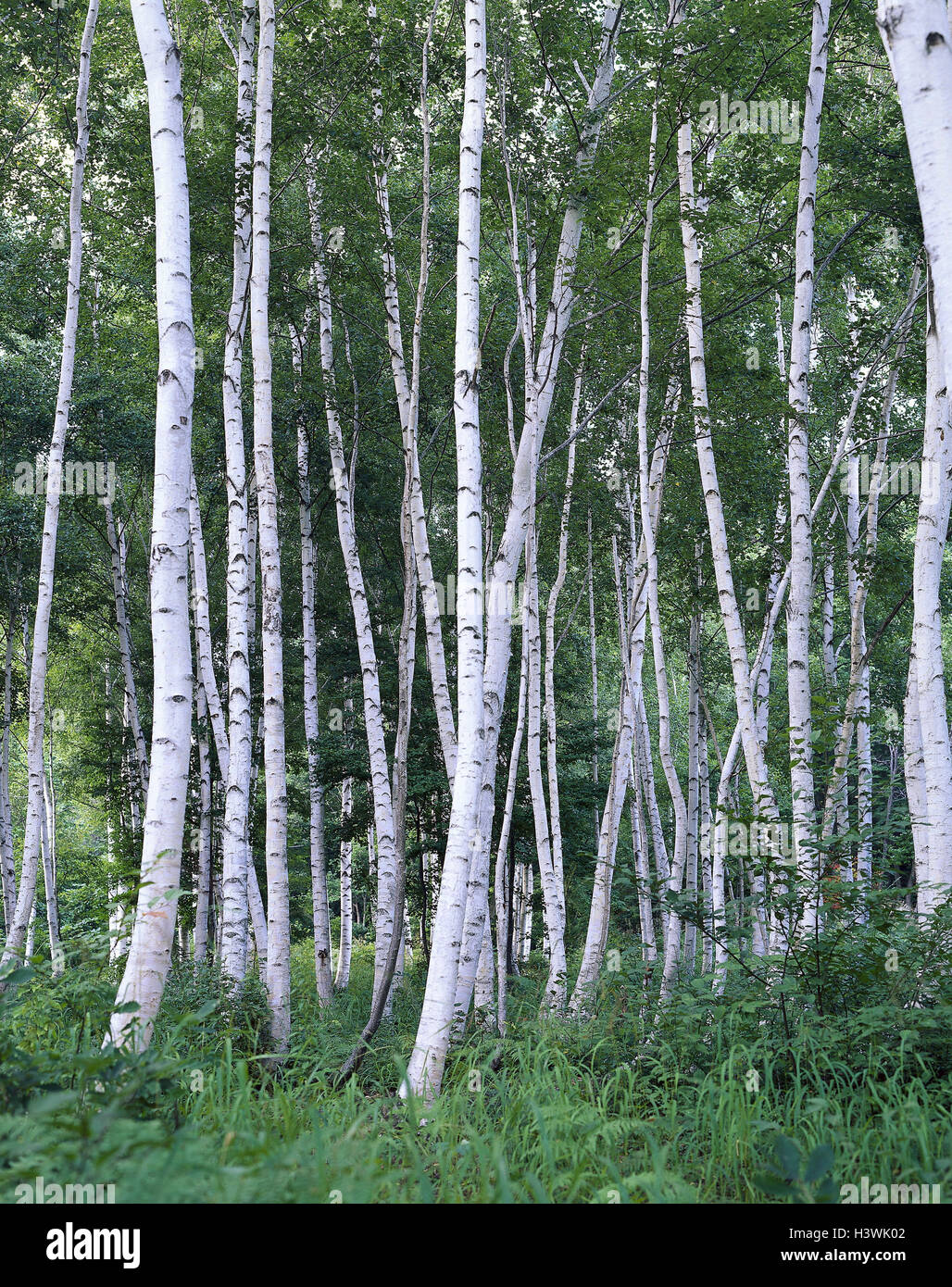 Wood, birches, detail, trunks, Japan, Fukushima, Aizo, birch forest, deciduous forest, broad ...