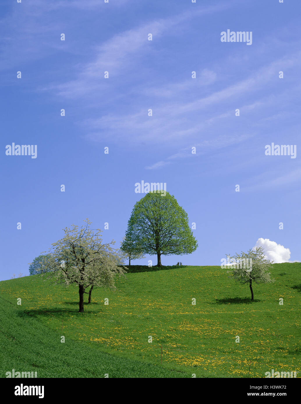 Switzerland, canton Bern, Emmental, field scenery, group trees, spring ...