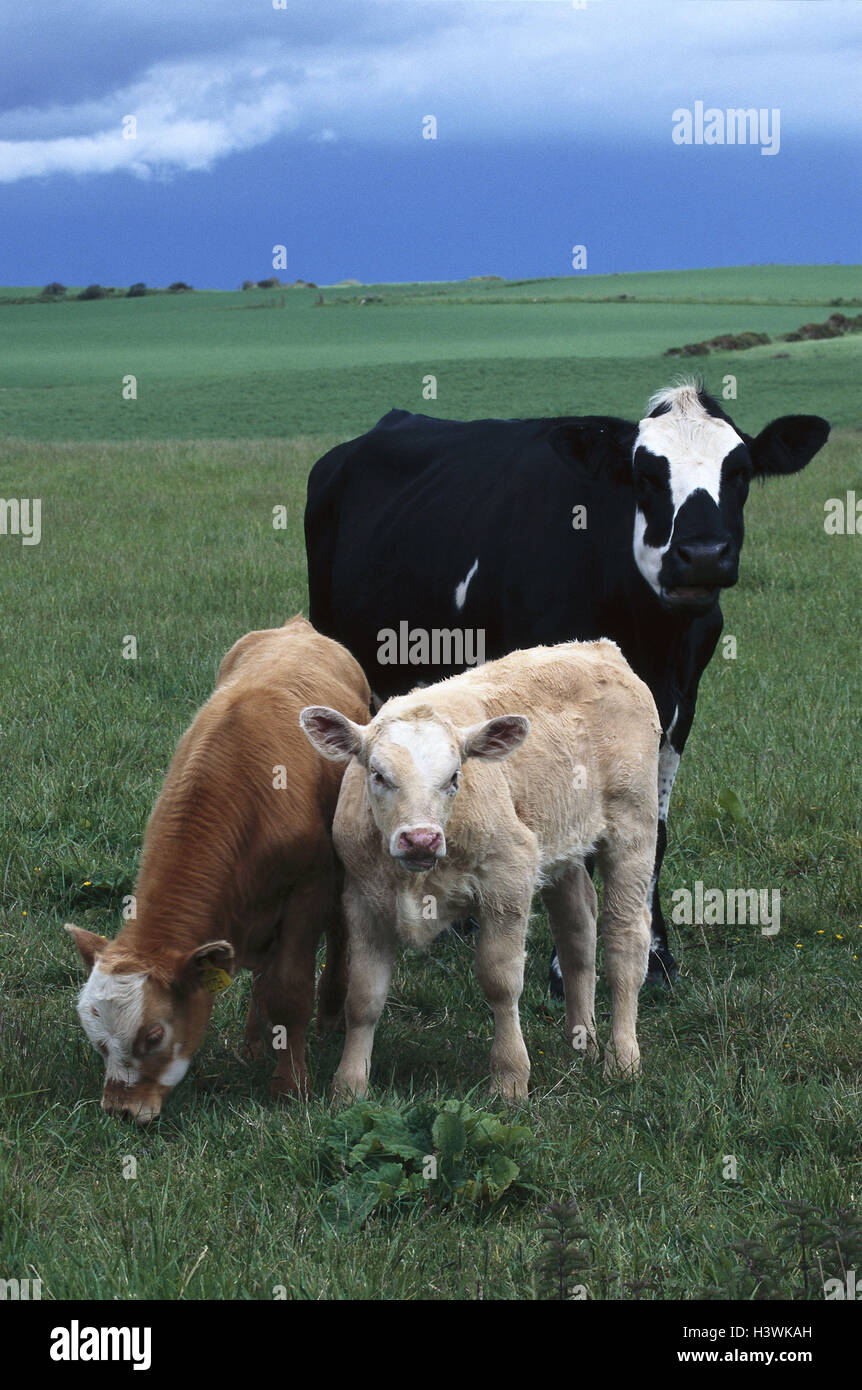 Breeding calves hi-res stock photography and images - Alamy