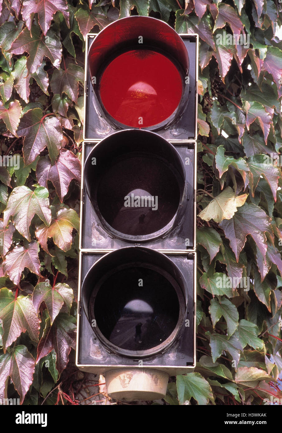 Traffic light, red, Virginia creeper, traffic signs, traffic control ...