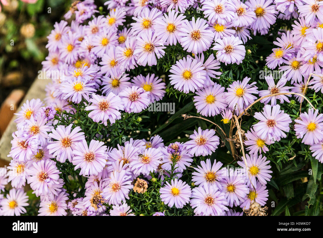 A michaelmas daisy Stock Photo - Alamy
