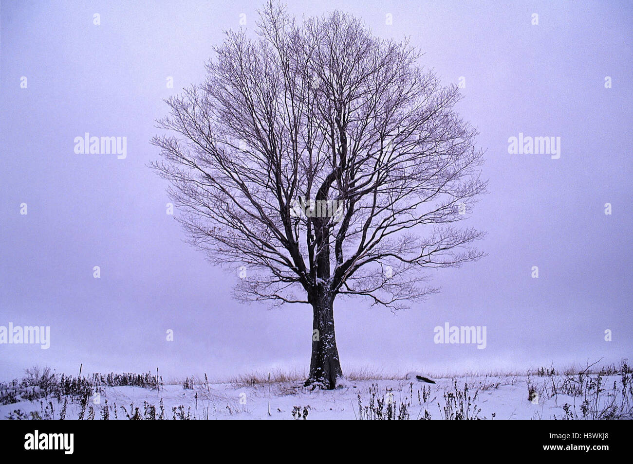 Fagus Spec High Resolution Stock Photography and Images - Alamy