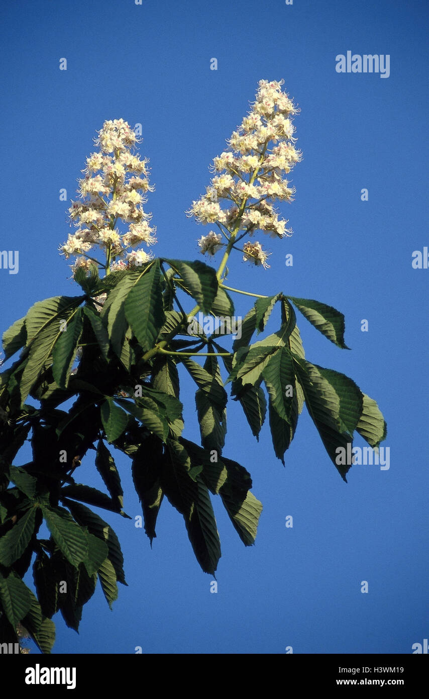 Common horse chestnut, Aesculus hippocastanum, detail, twig tree 2005 ...