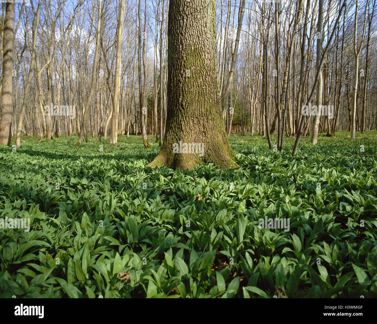 Wood, forest floor, wild garlic, Allium ursinum, plants, wild garlic ...