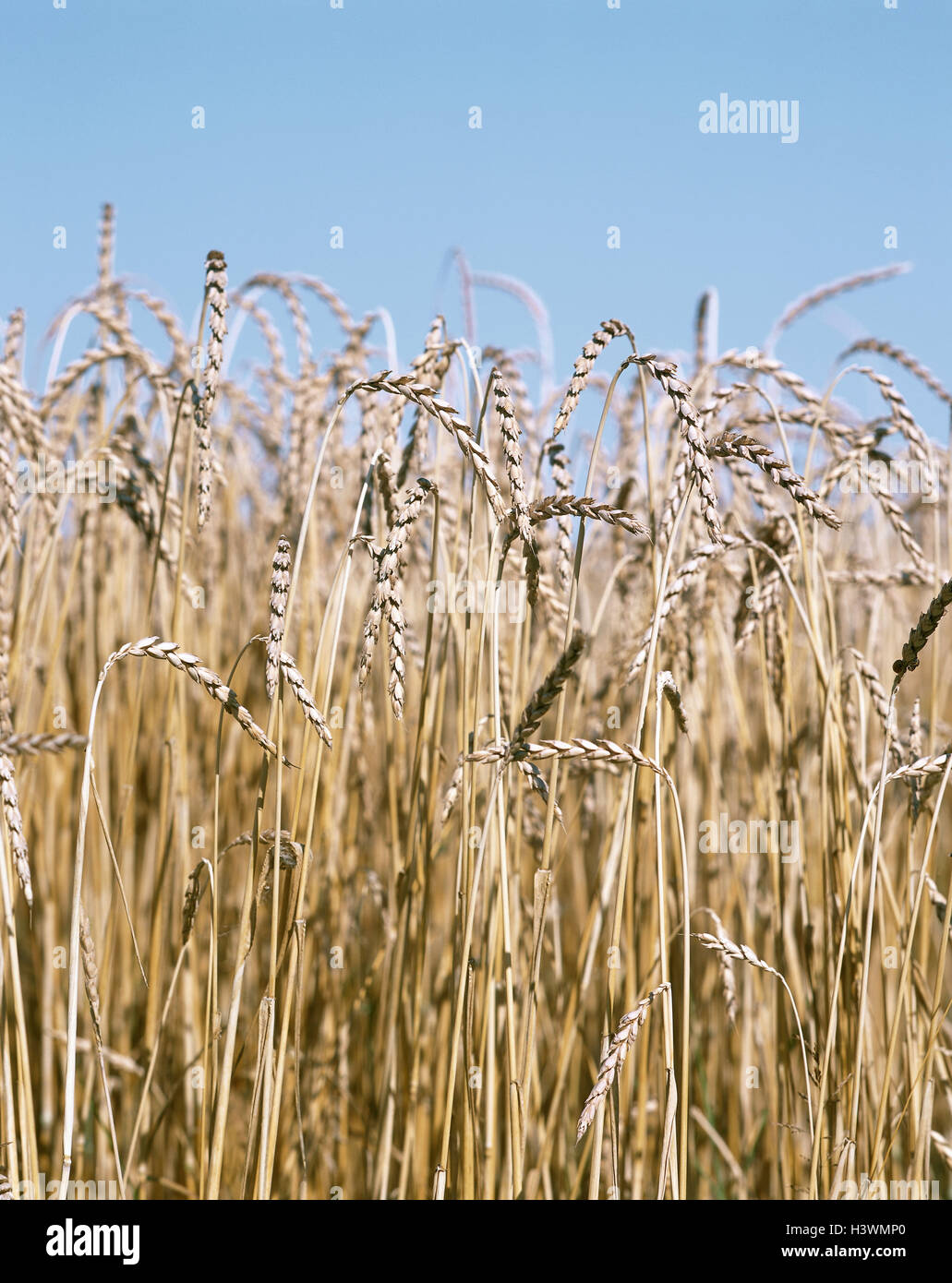 Grain-field, spelt ears, detail, agriculture, economy, country living ...