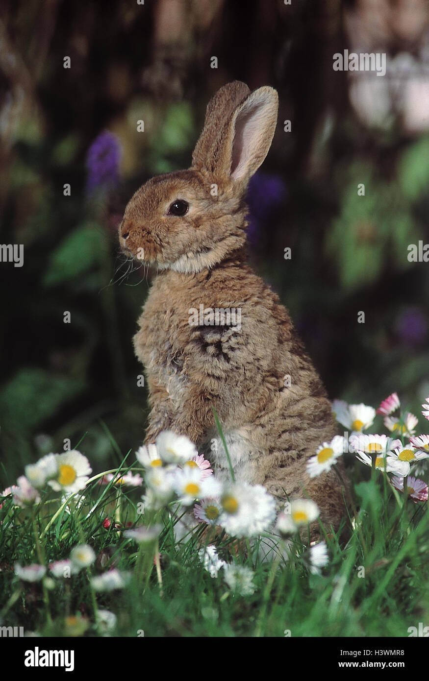 Flower meadow, hare, Oryctolagus cuniculus rabbit, field hare, daisy ...