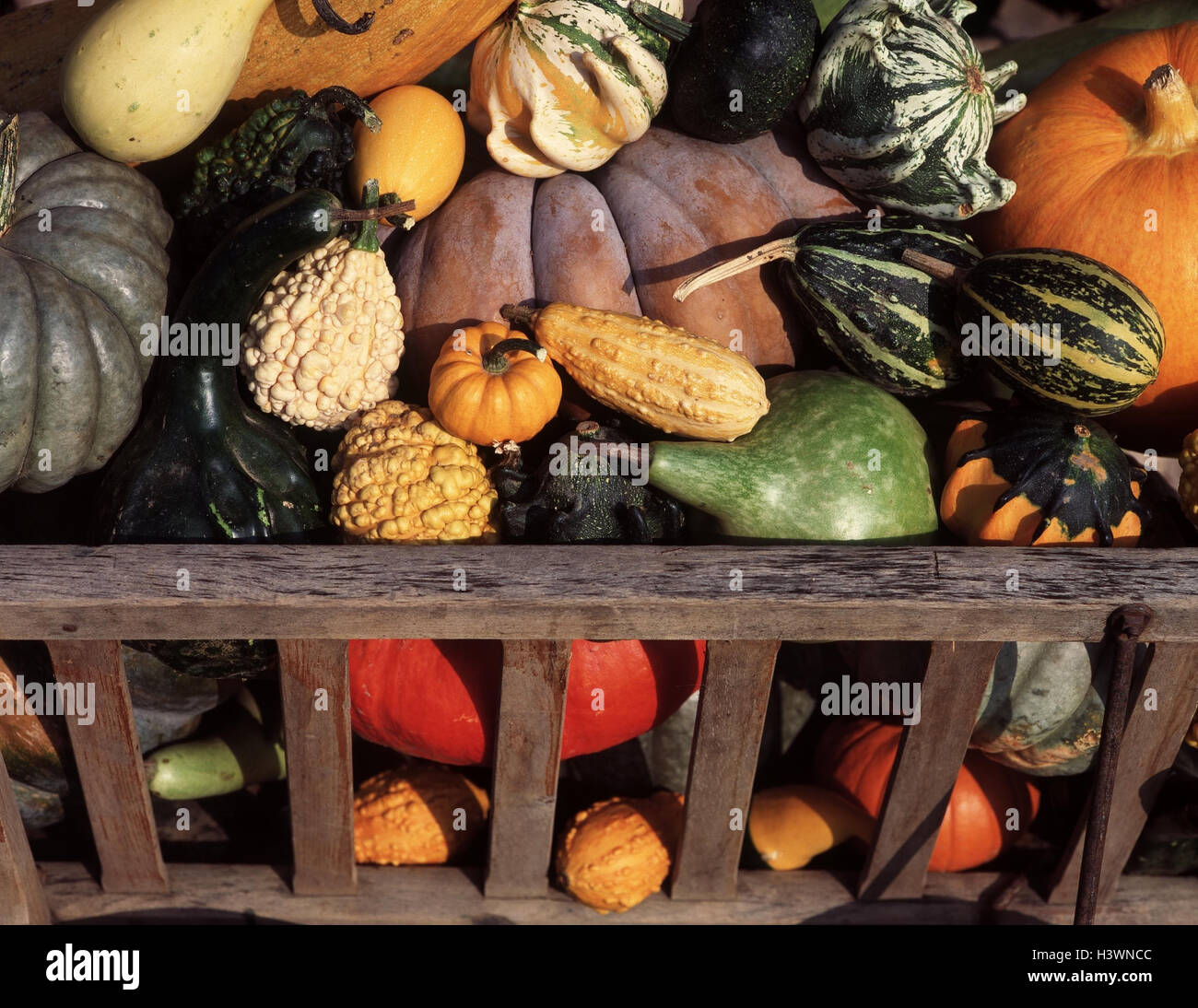 Pumpkins, forms, sizes, different fruit, fruits, pumpkin, harvest ...