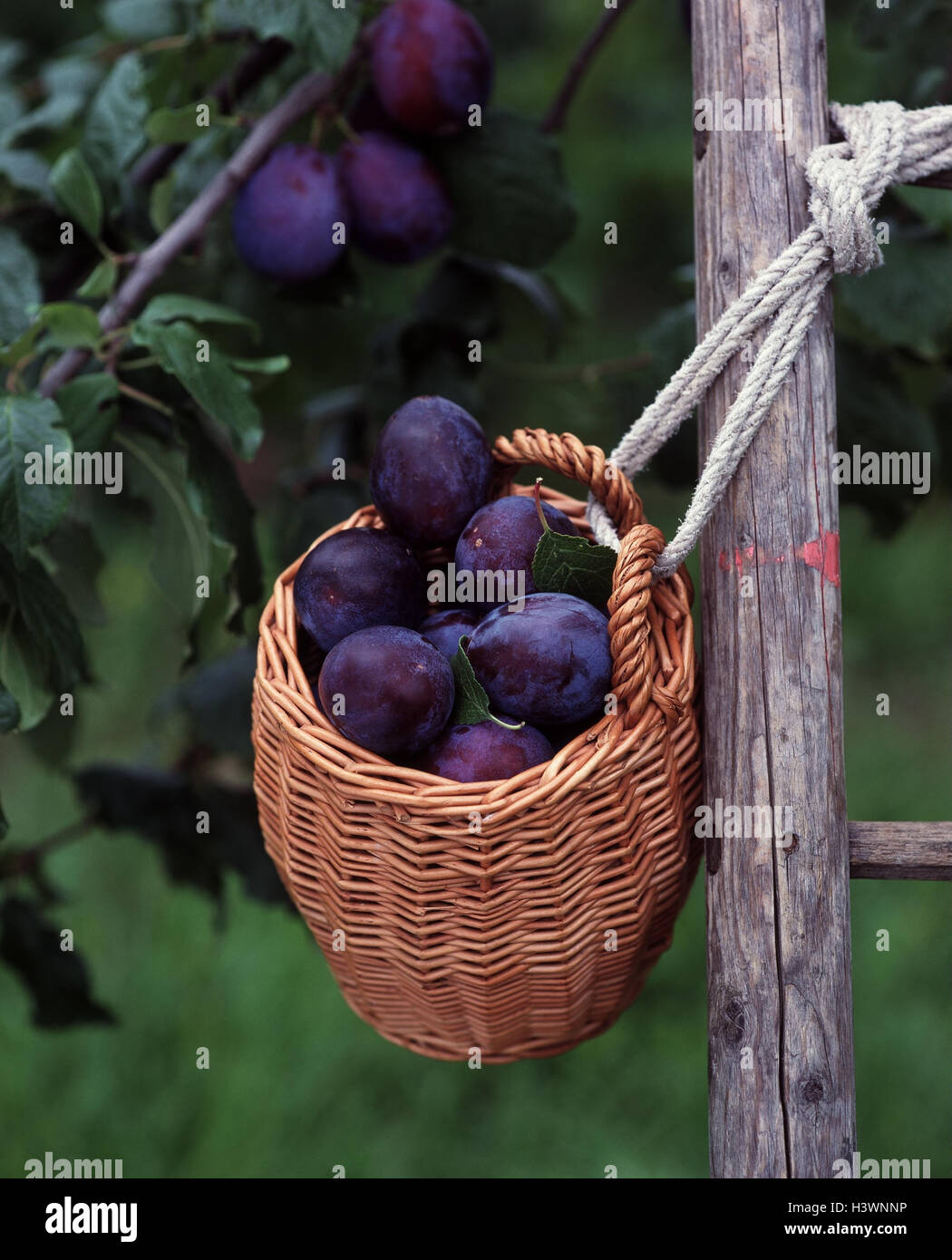 Plum-tree, detail, branch, conductor, pasture basket, plums fruit-tree ...