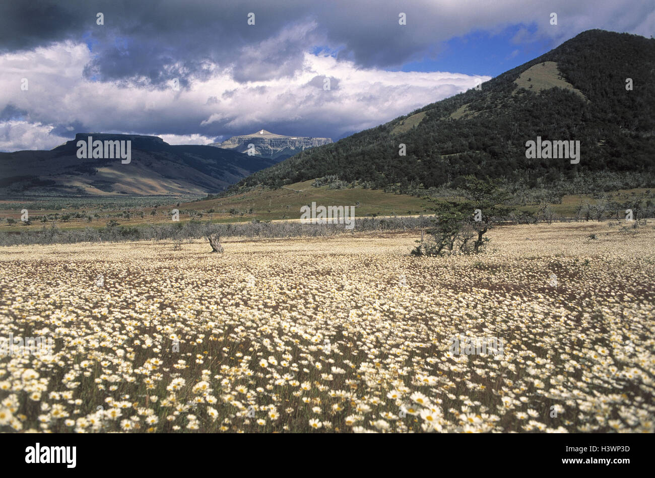 Chile, Cohaique area, mountain landscape, flower meadow, South America ...