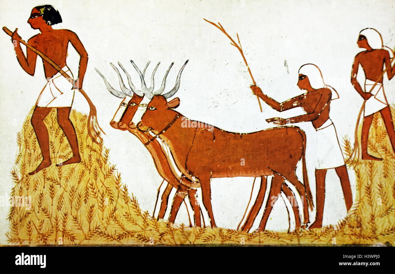 Ancient Egyptian Agriculture