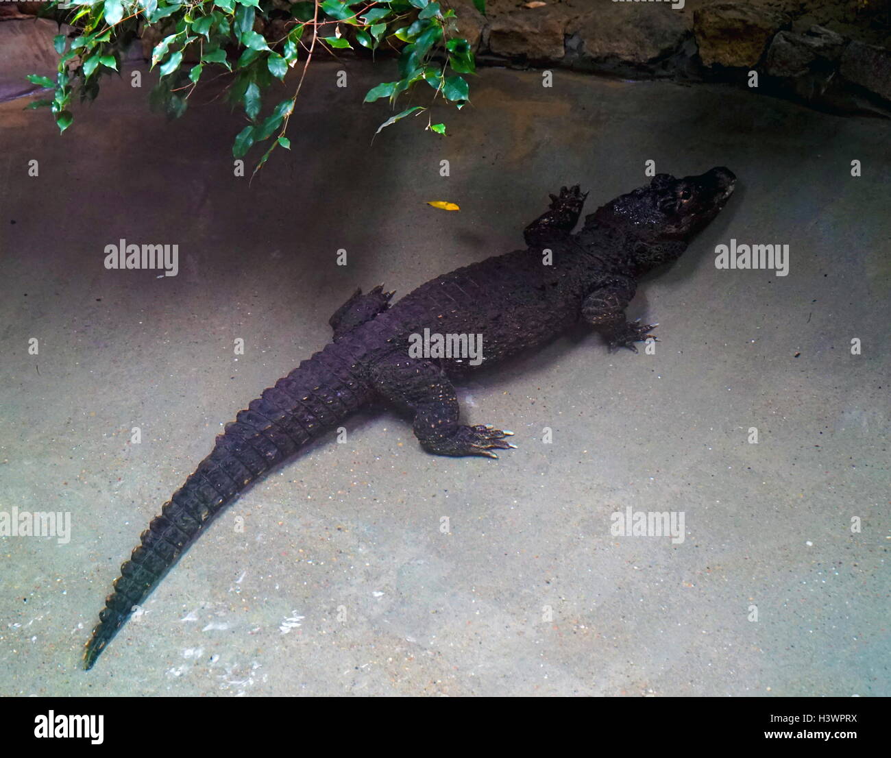 The Smallest Alligator In The World