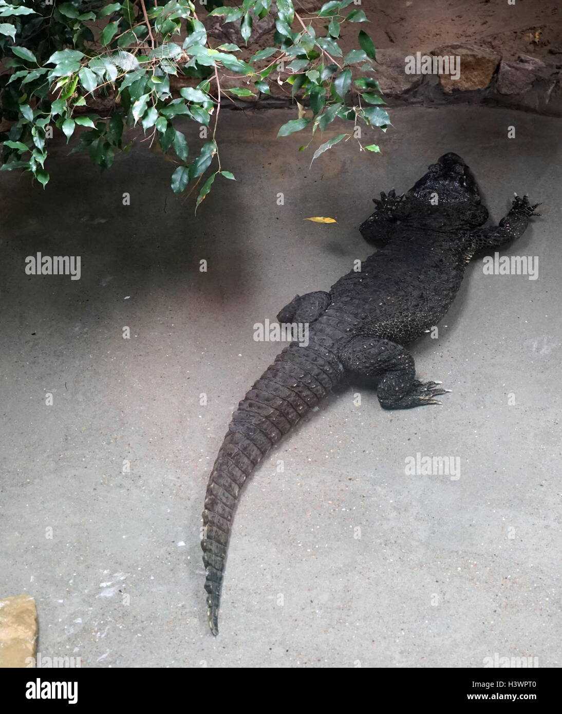 The West African dwarf crocodile (Osteolaemus tetraspis), also known as ...