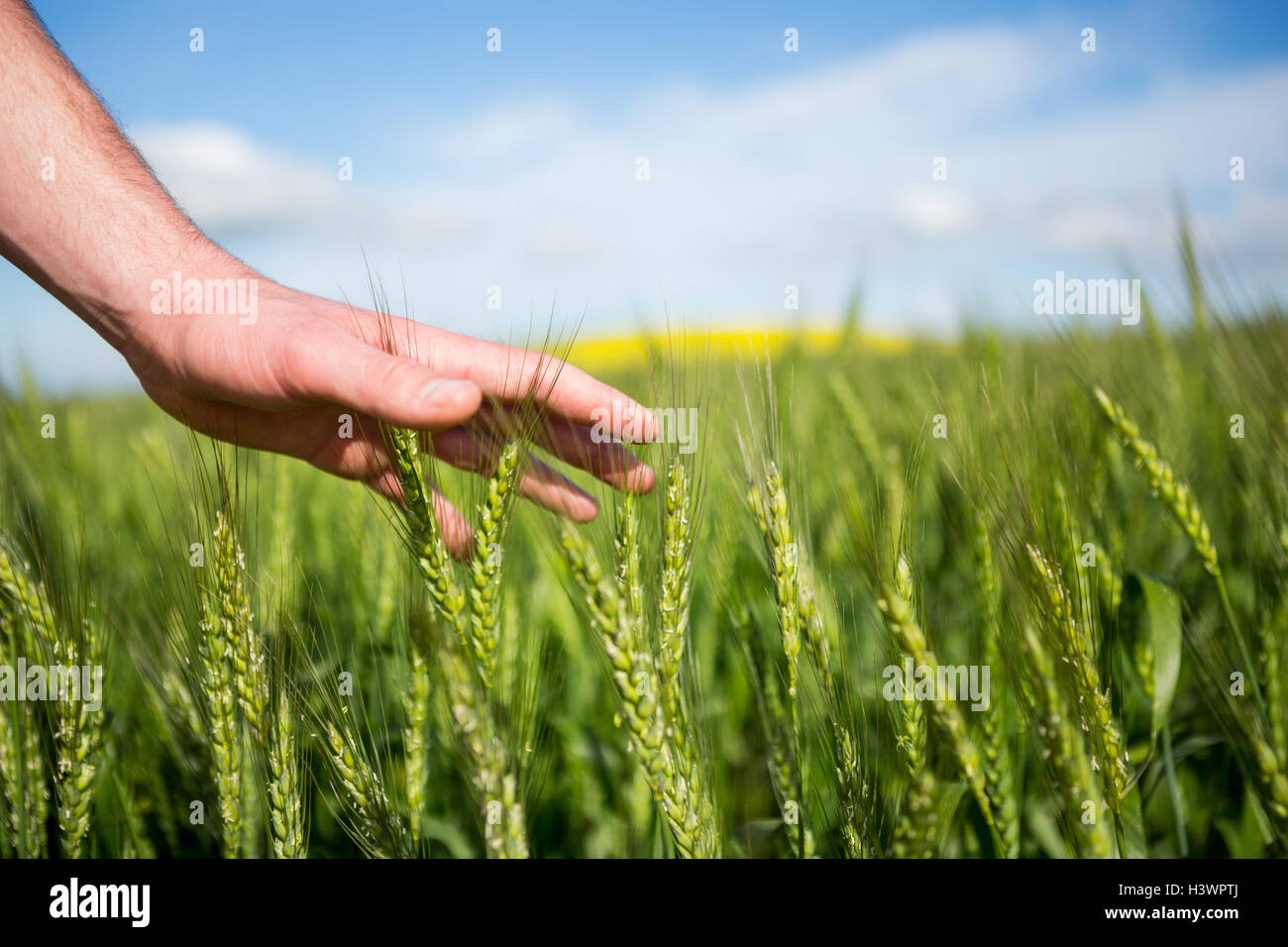 Close-up of man hand touching crops in field Stock Photo - Alamy