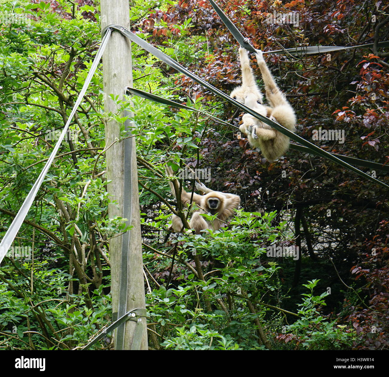 The lar gibbon (Hylobates lar), also known as the white-handed gibbon ...