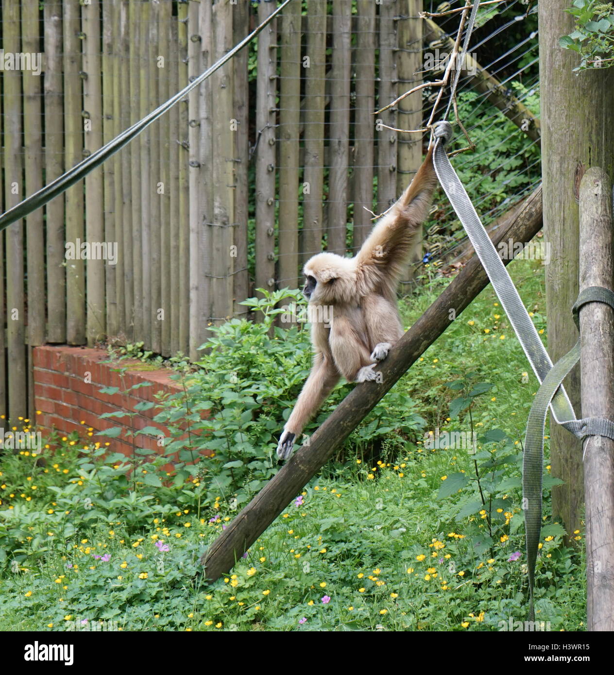 The Lar Gibbon Hylobates Lar Also Known As The White Handed Gibbon
