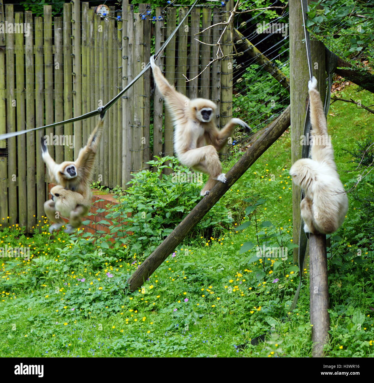 The lar gibbon (Hylobates lar), also known as the white-handed gibbon ...