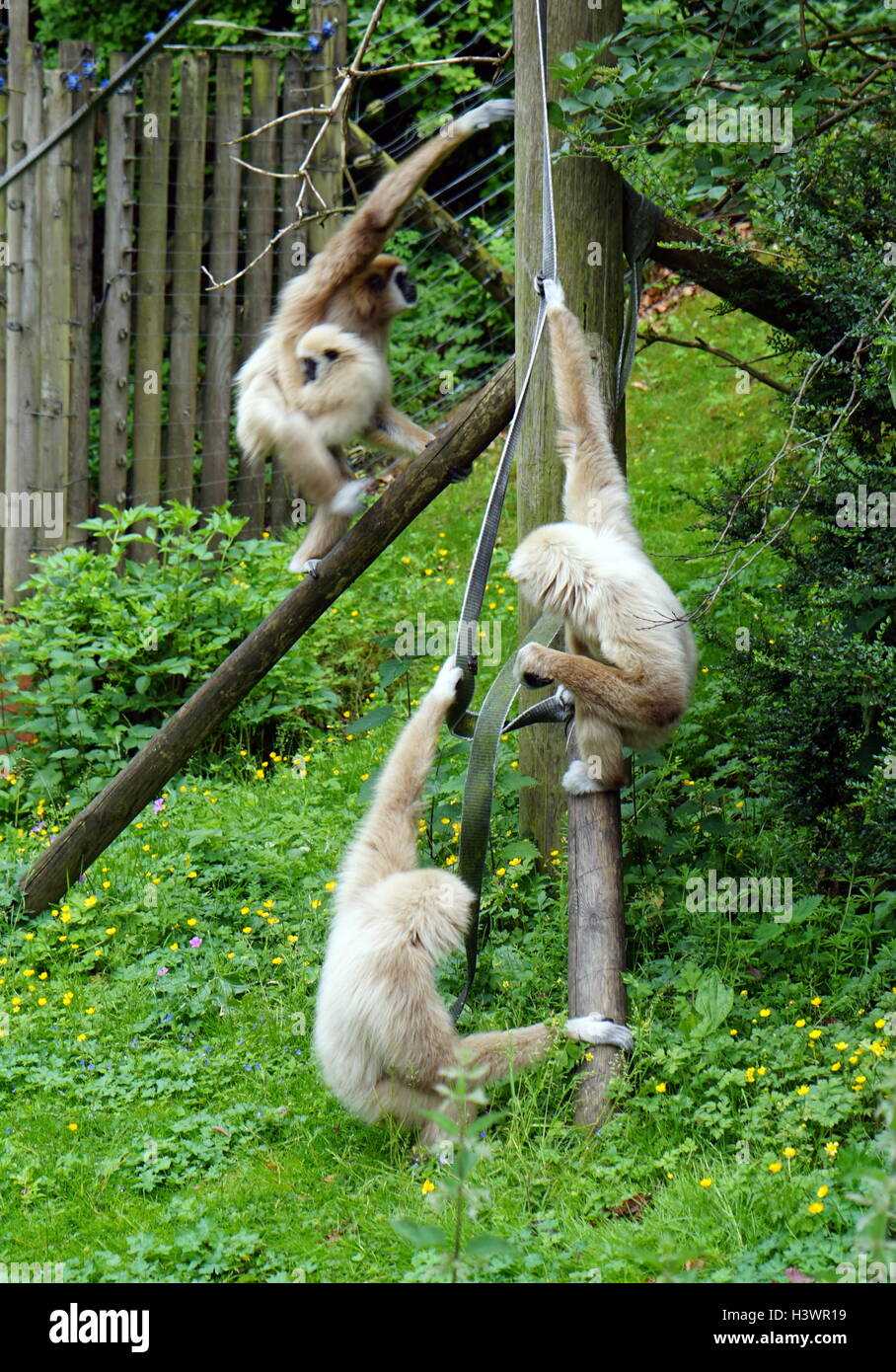Lar gibbon known white handed gibbon hi-res stock photography and ...