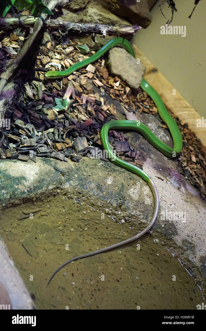 red-tailed green ratsnake (Gonyosoma oxycephalum, also known as ...