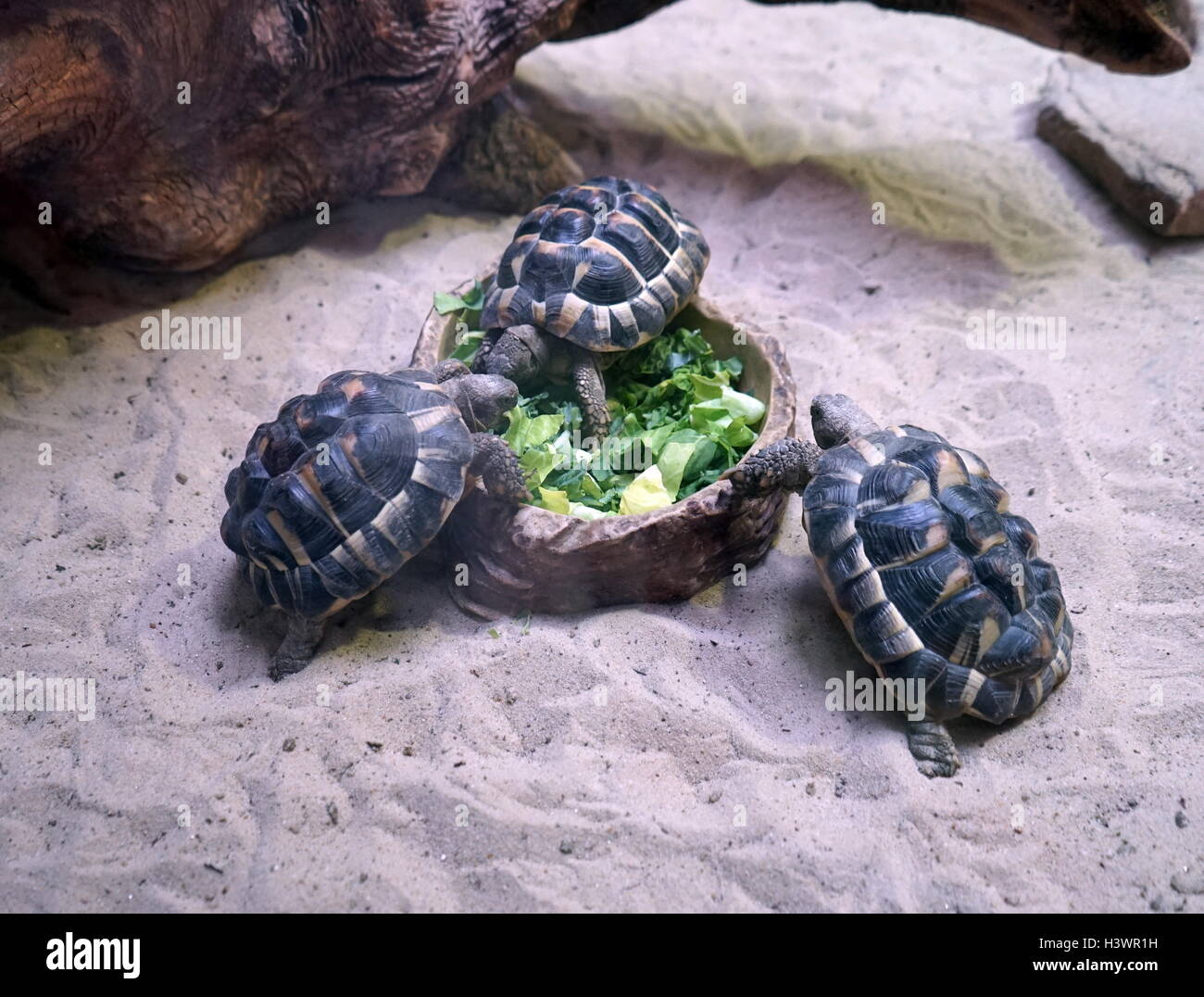 Hermann's tortoise (Testudo hermanni ) is one of five tortoise species ...
