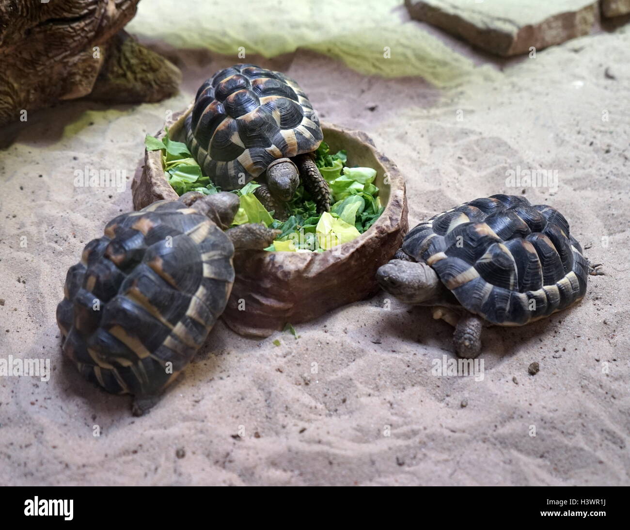 Hermann's tortoise (Testudo hermanni ) is one of five tortoise species ...