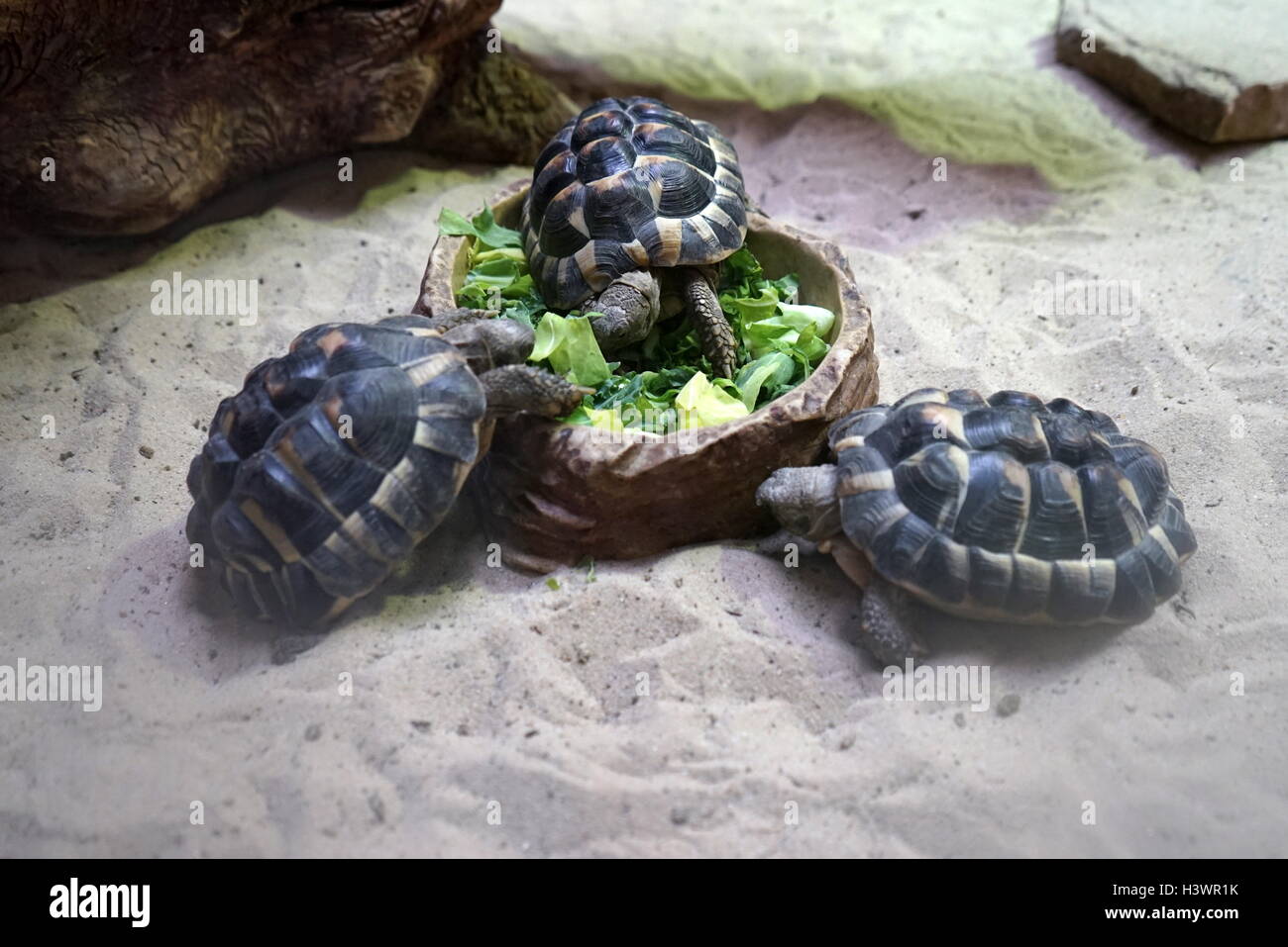 Testudo genus hi-res stock photography and images - Alamy