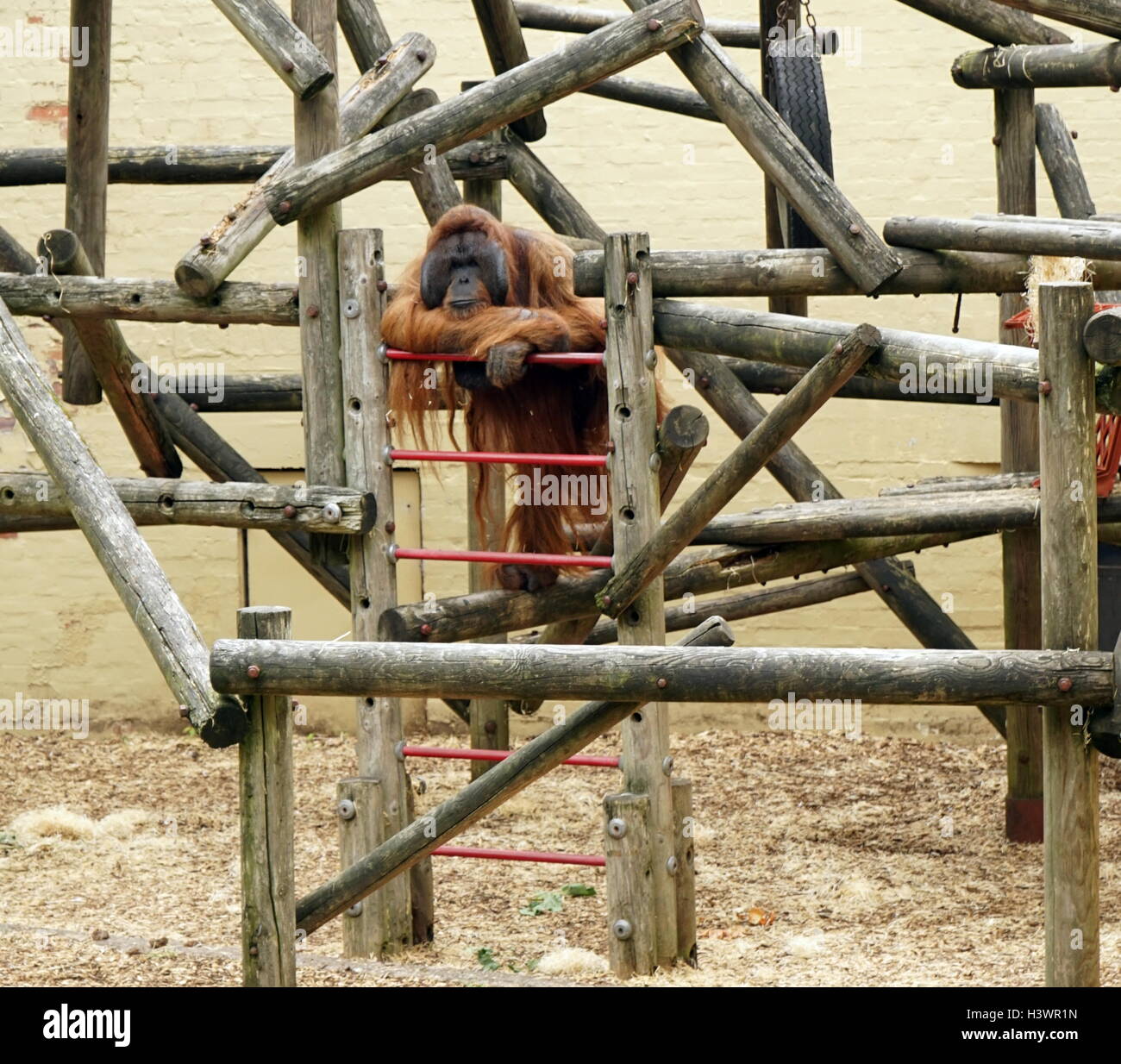 Genus Pongo High Resolution Stock Photography and Images - Alamy