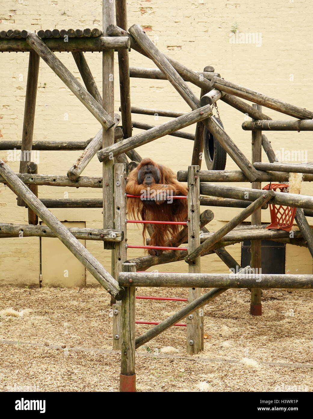 Bornean orangutan (Pongo pygmaeus) is a species of orangutan native to ...