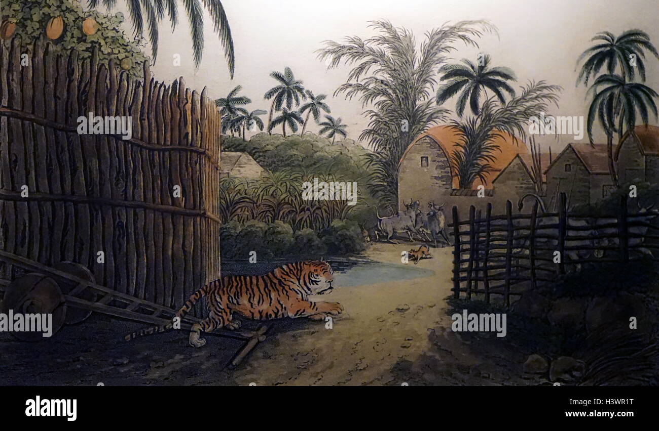 Bornean orangutan (Pongo pygmaeus) is a species of orangutan native to ...