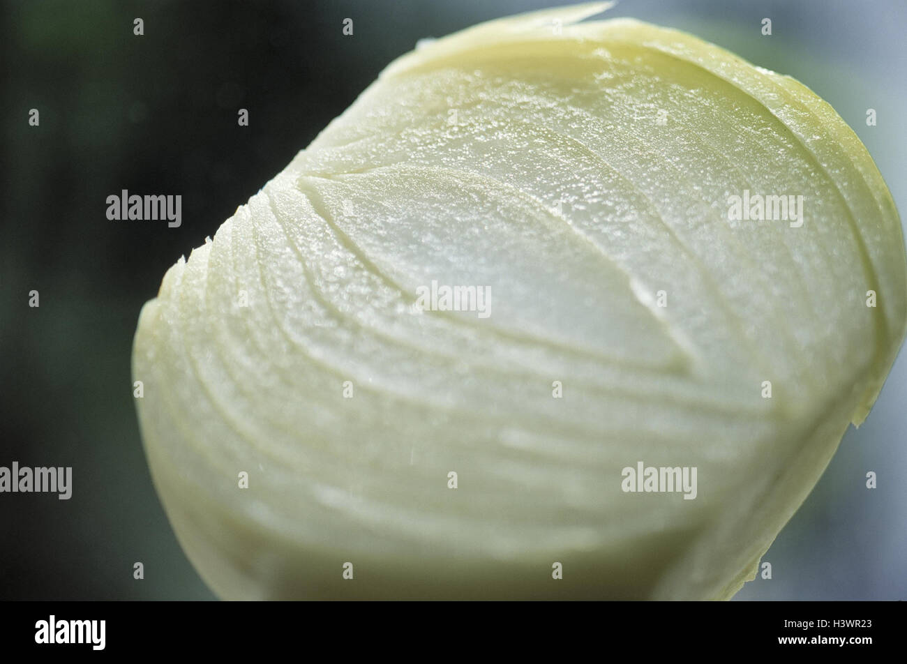 Bulb, halves, close up, Still life, bulb, Allium cepa, half, leek kind ...