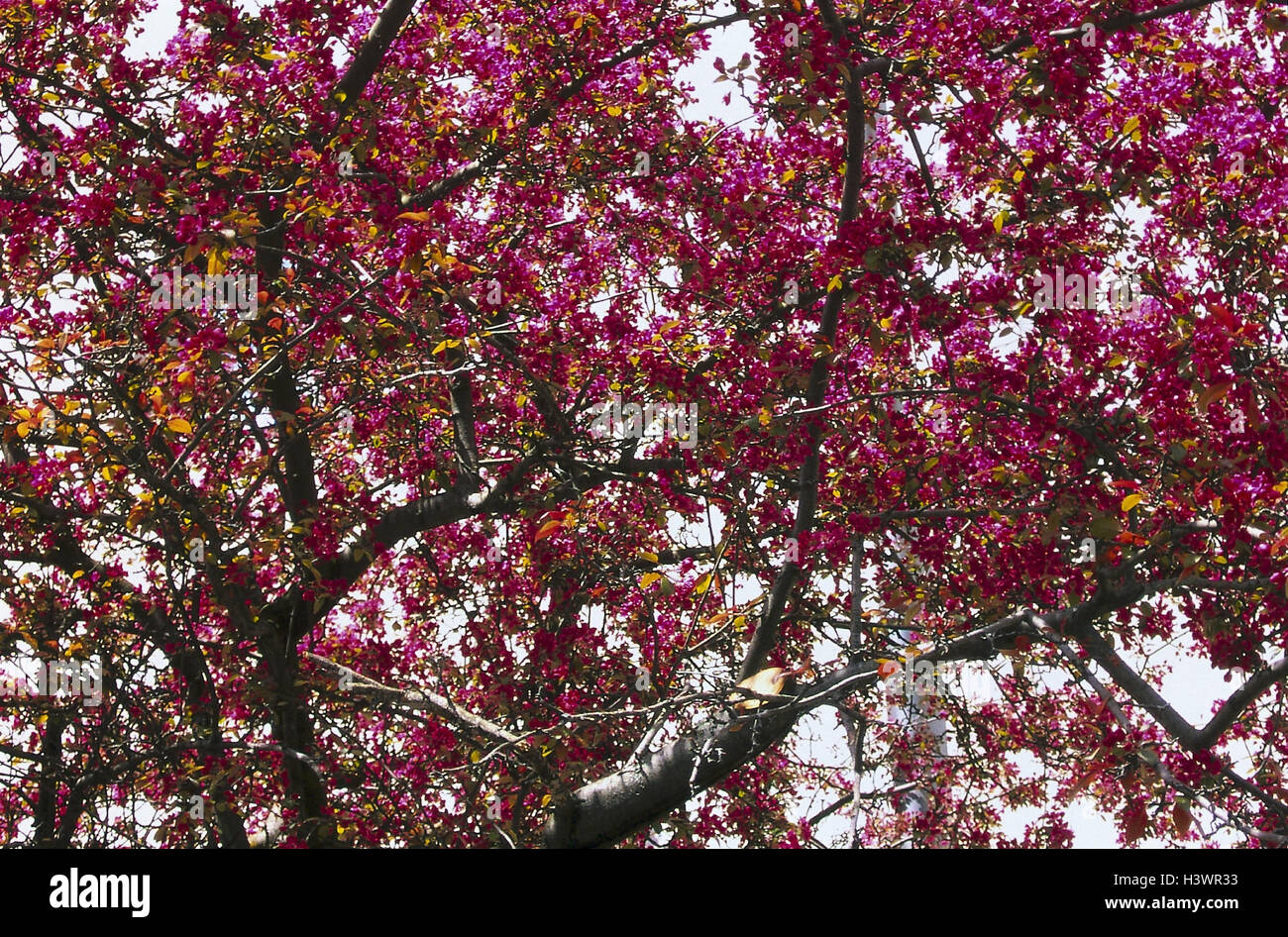 Japanese ornamental cherry tree, Prunus serrulata, detail, twigs ...