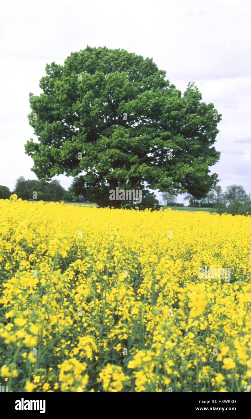 Germany, close Munich, tree, rape field, nature, broad-leaved tree ...