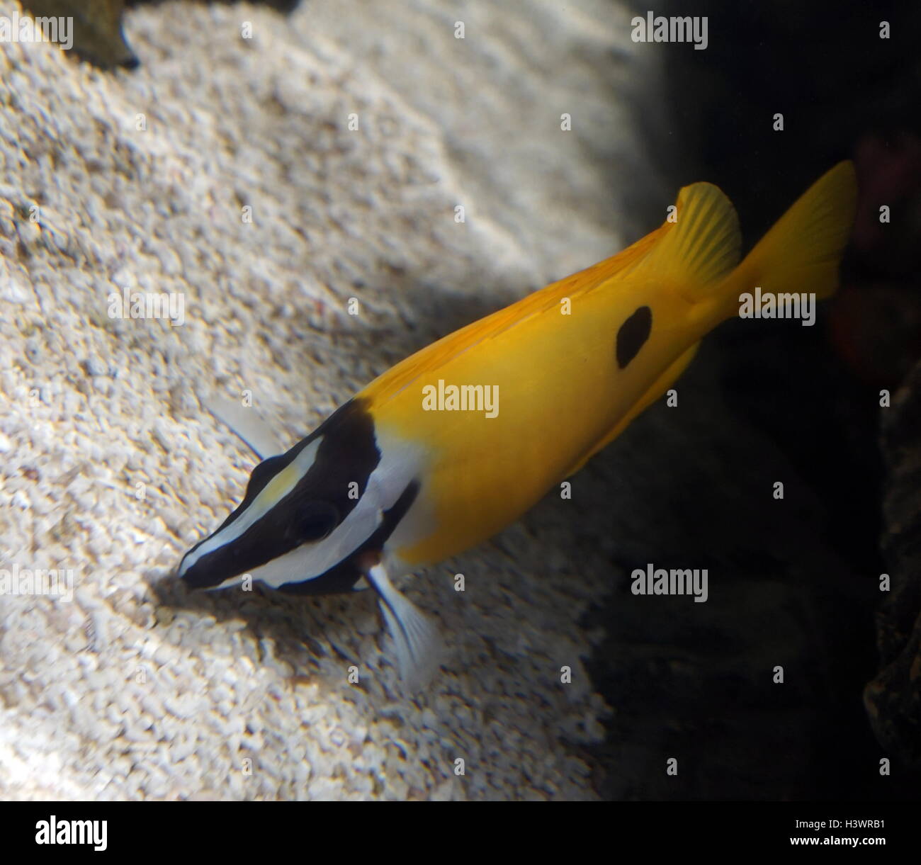 Yellow foxface rabbitfish hi-res stock photography and images - Alamy
