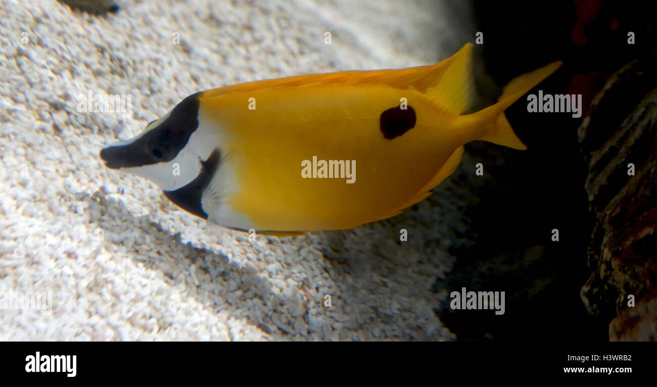 Foxface hi-res stock photography and images - Alamy