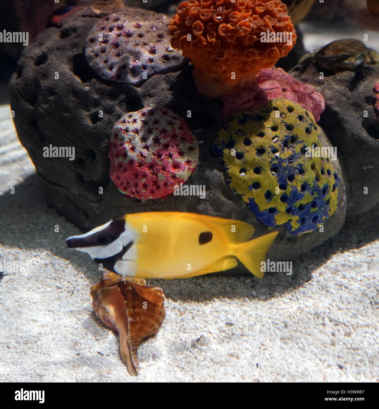 Western fish species hi-res stock photography and images - Alamy