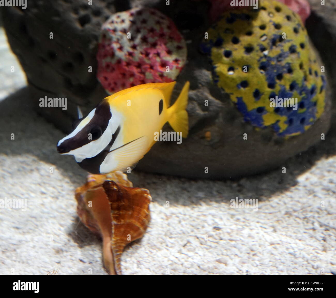 Foxface rabbitfish hi-res stock photography and images - Alamy