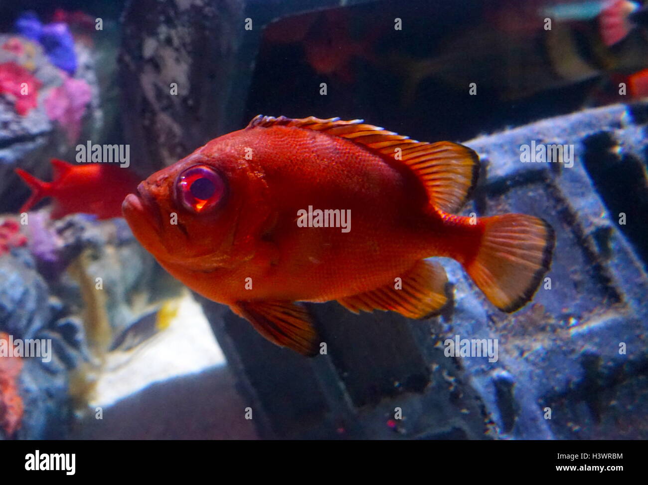 Bigeye or Popeye catalufa (Pristigenys serrula) fish, from the eastern ...