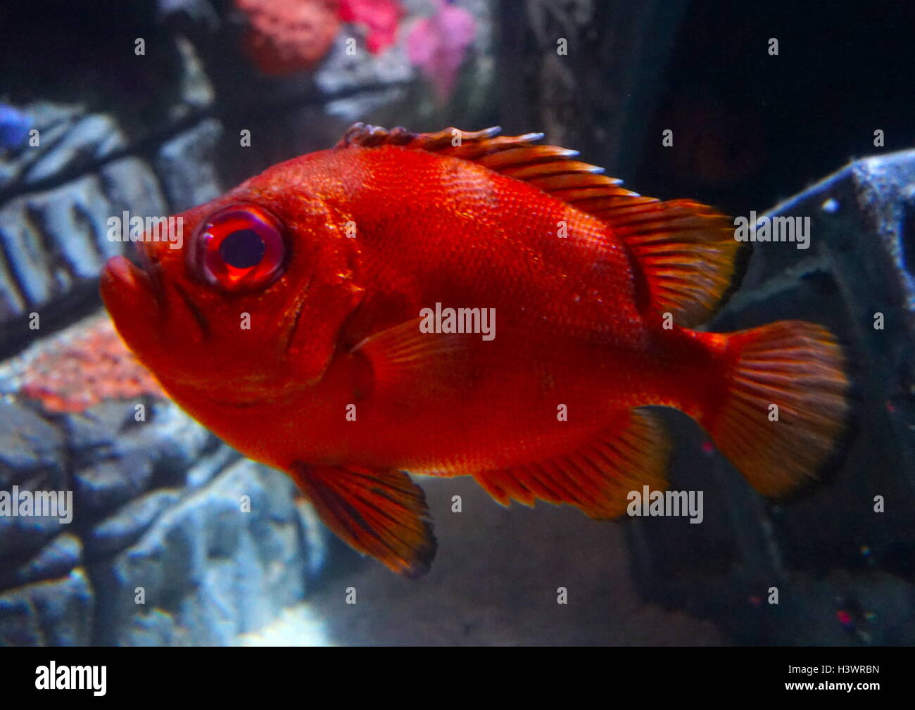 Bigeye or Popeye catalufa (Pristigenys serrula) fish, from the eastern ...